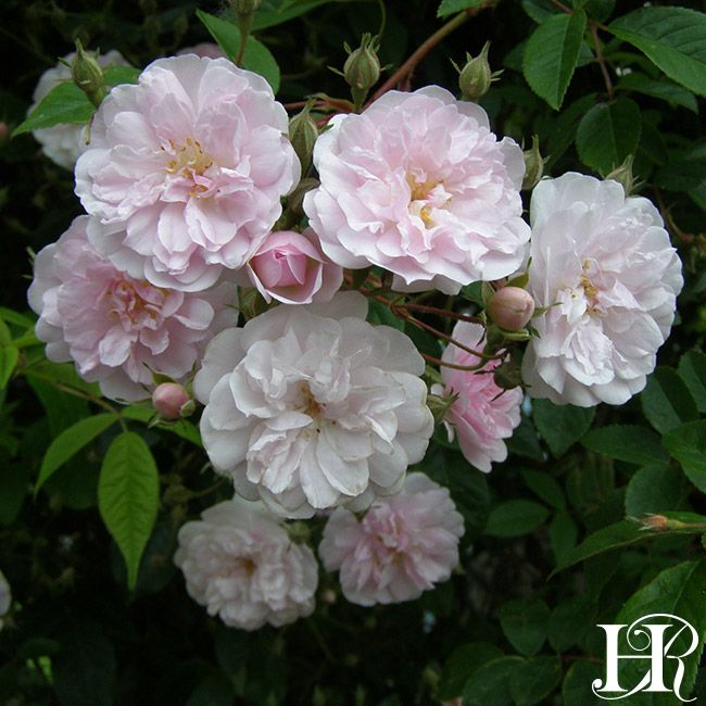 The Rambling Rose for Your Home & Garden – The Simply Luxurious Life®
